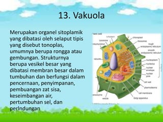 Sel eukariotik dan prokariotik | PPTX