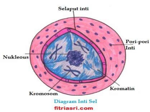 Sel eukariotik dan prokariotik