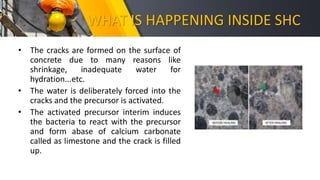 Self Healing Concrete or Bio Concrete | PPTX