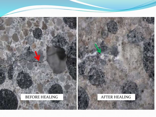 Self healing bacterial concrete | PPTX | Infectious Diseases | Diseases ...