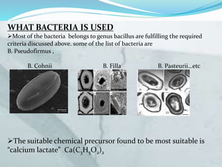 Self healing bacterial concrete | PPTX | Infectious Diseases | Diseases ...