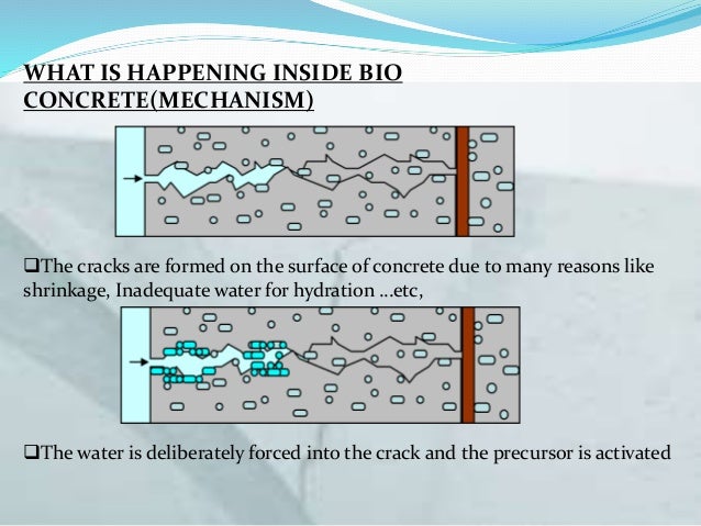 Self healing bacterial concrete