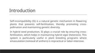 Self-Incompatibility in Hybrid Seed Production.pptx