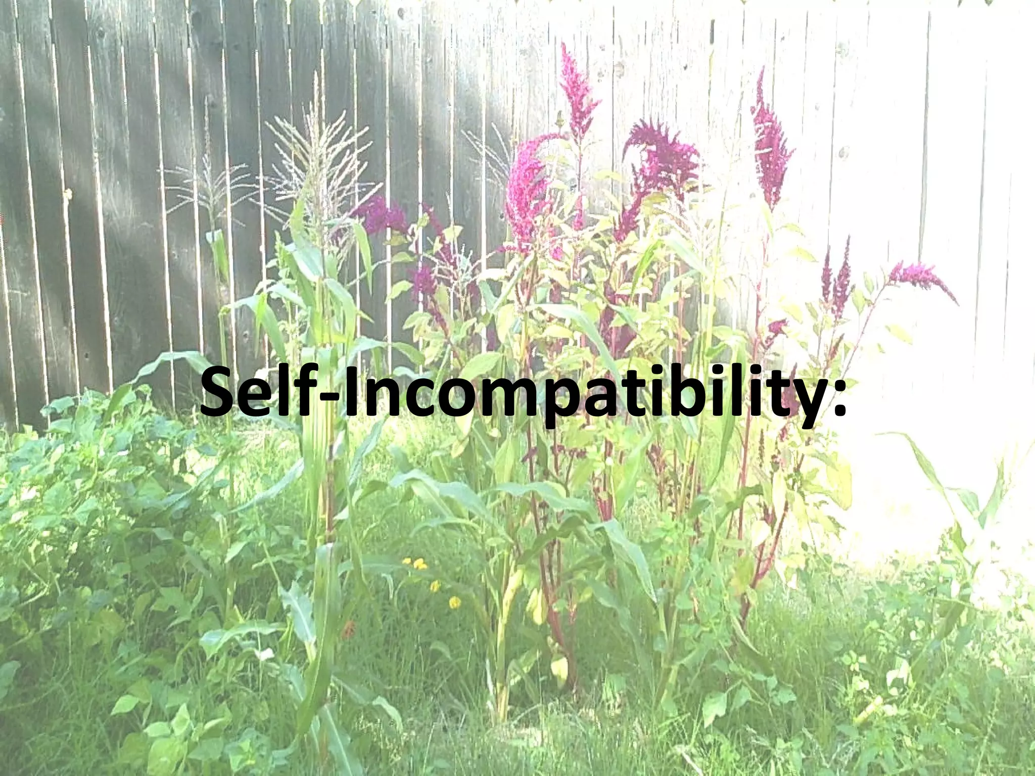 Self incompatibility in plants | PPT
