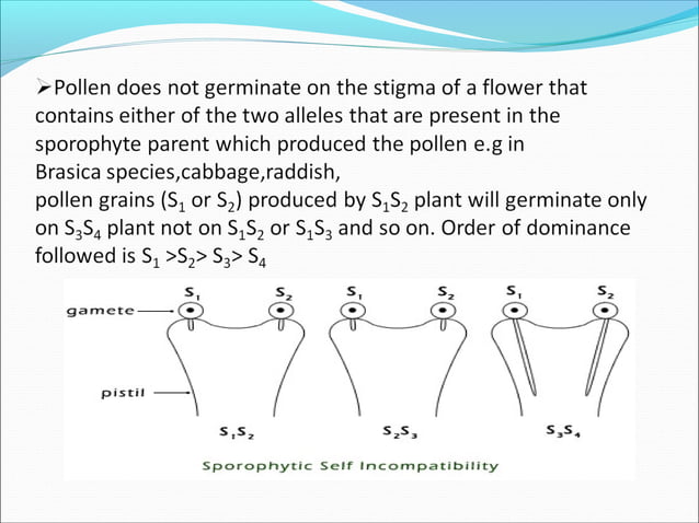 Self incompatibility in plants | PPT