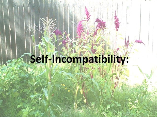 Self incompatibility in plants | PPT