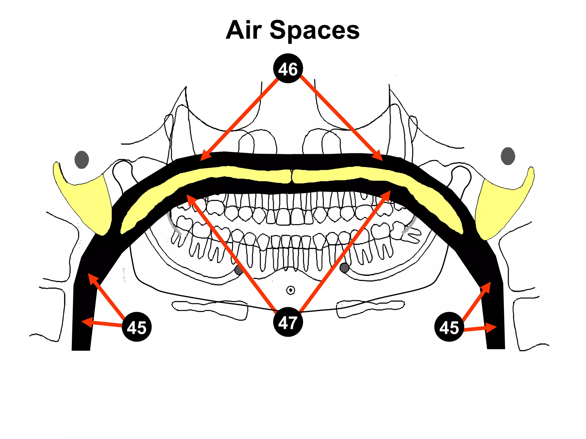 Self study-pan-anatomy | PPT