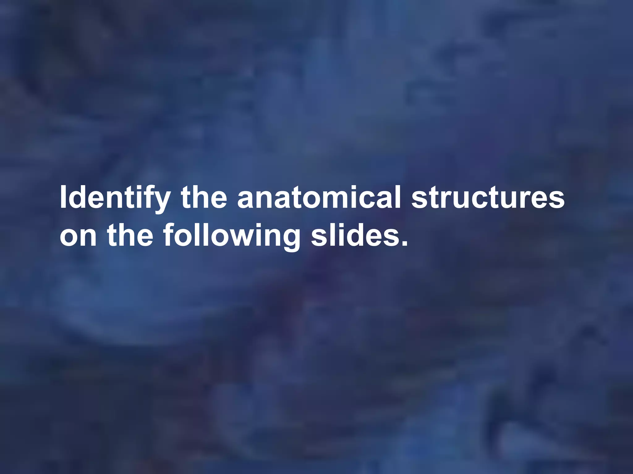 Self study-pan-anatomy | PPTX