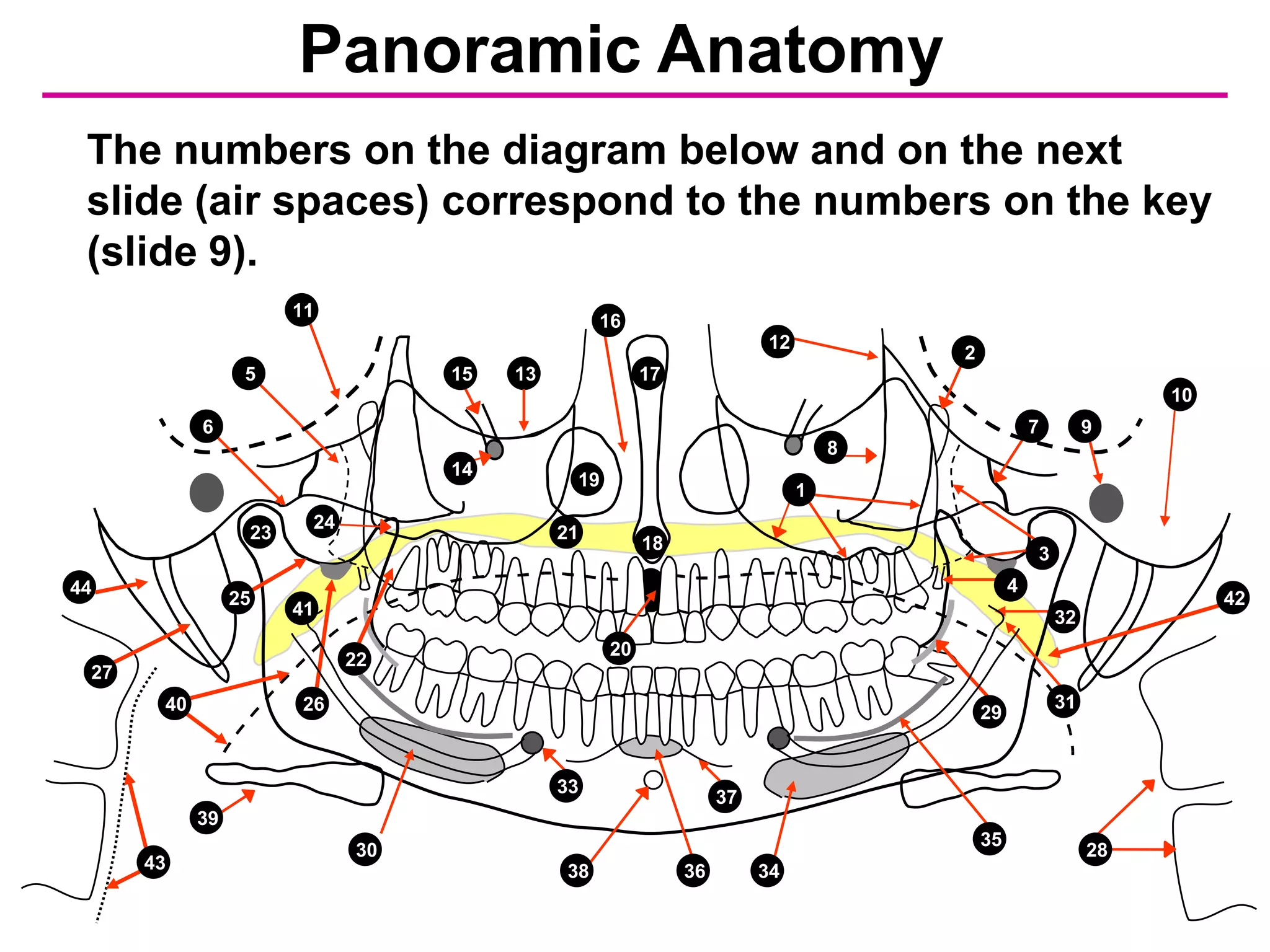 Self study-pan-anatomy | PPTX