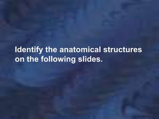 Self study-pan-anatomy | PPTX