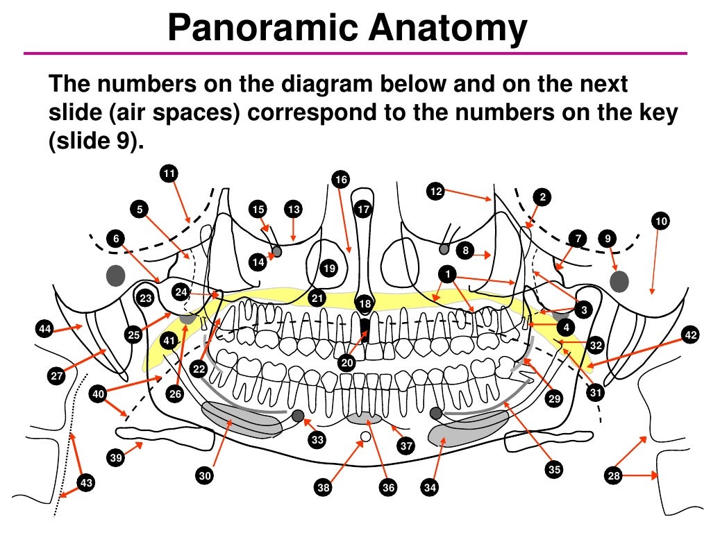 Self study-pan-anatomy