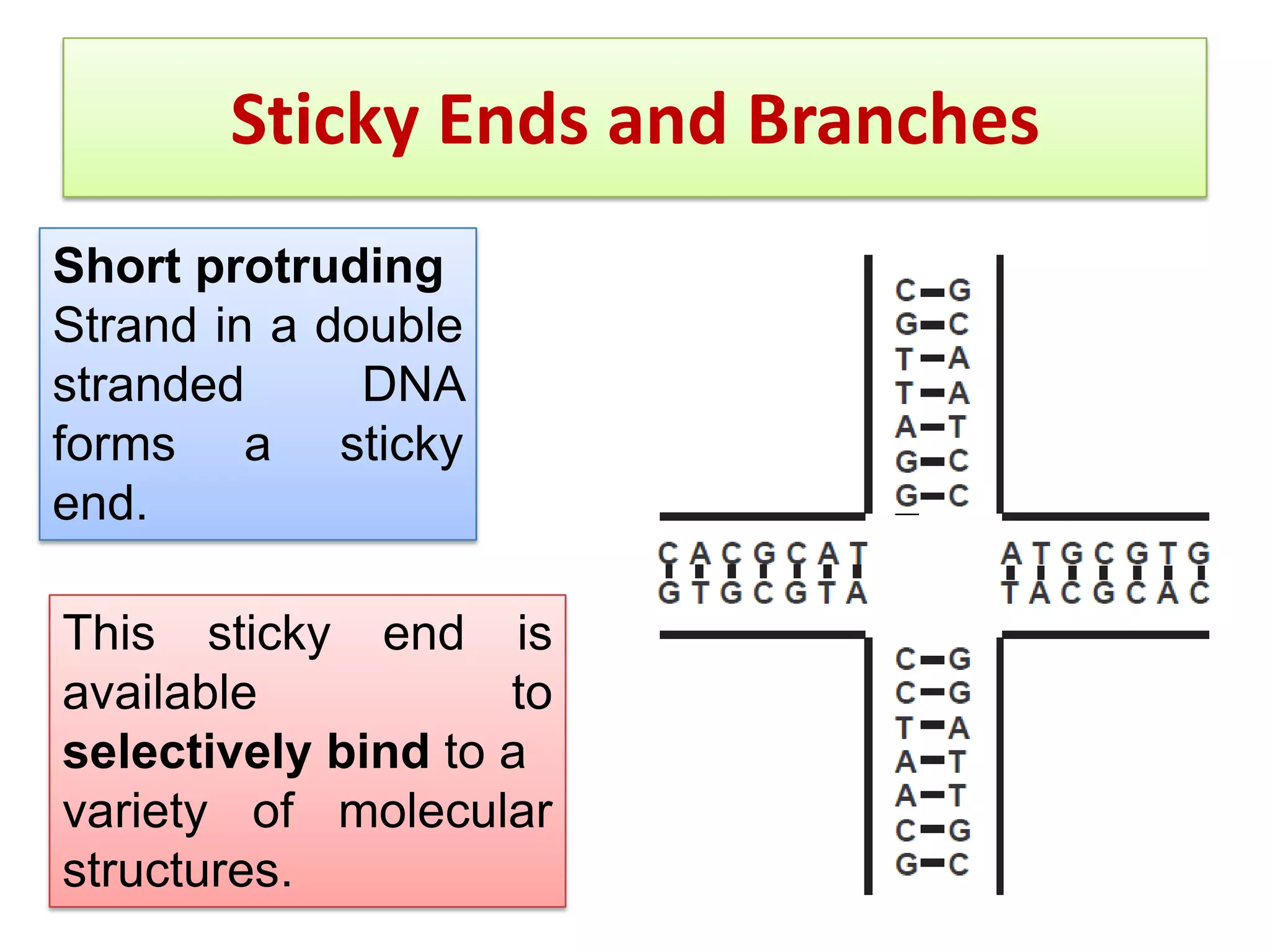 Self assembly of dna | PPTX