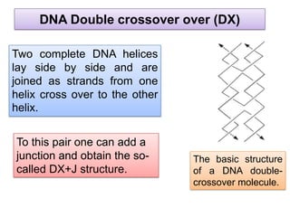 Self assembly of dna | PPTX