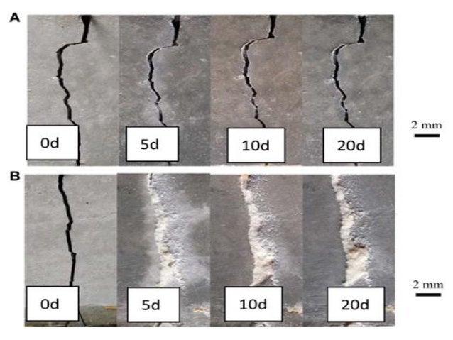 Self healing concrete