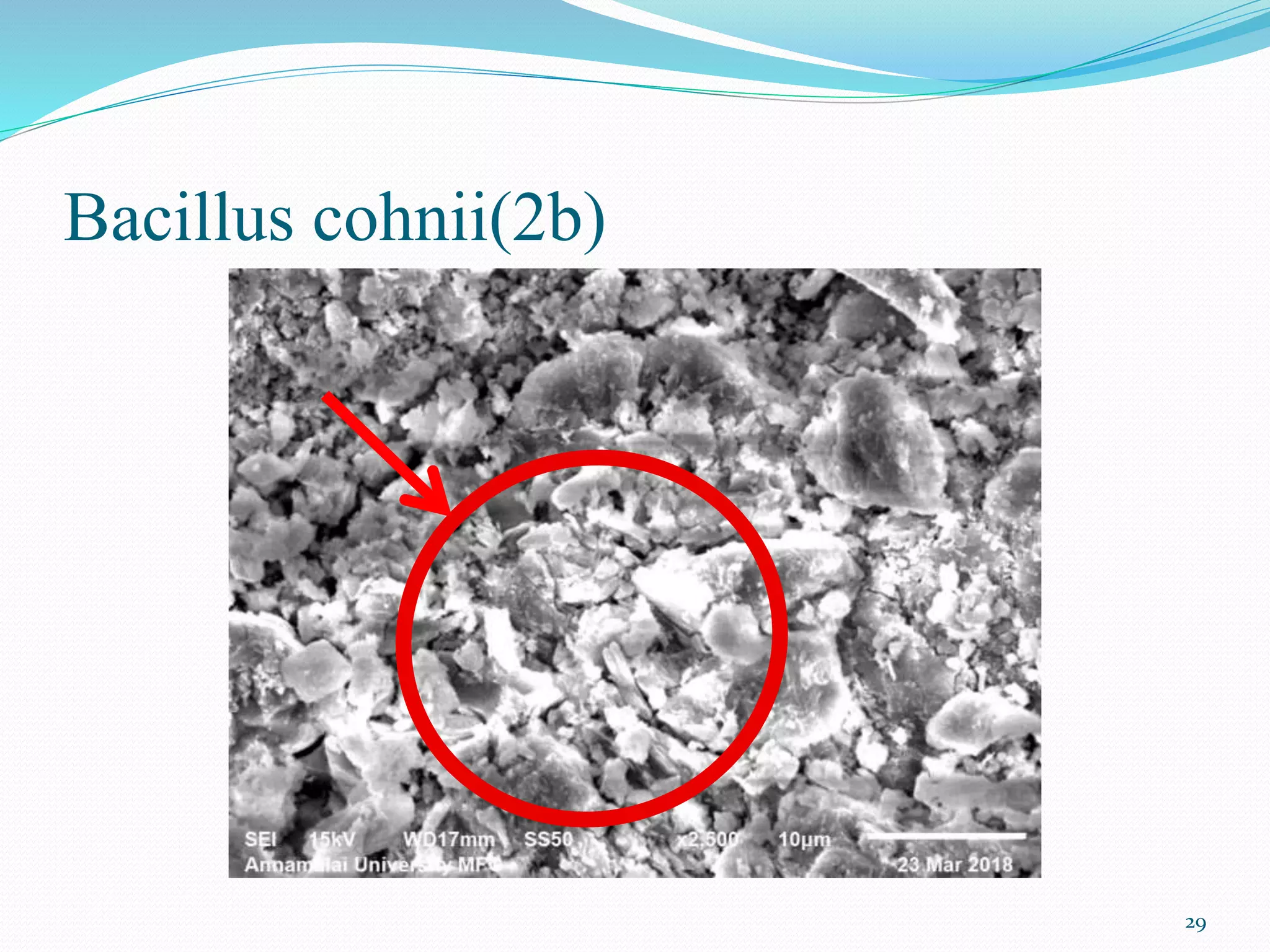 Self healing concrete | PPTX