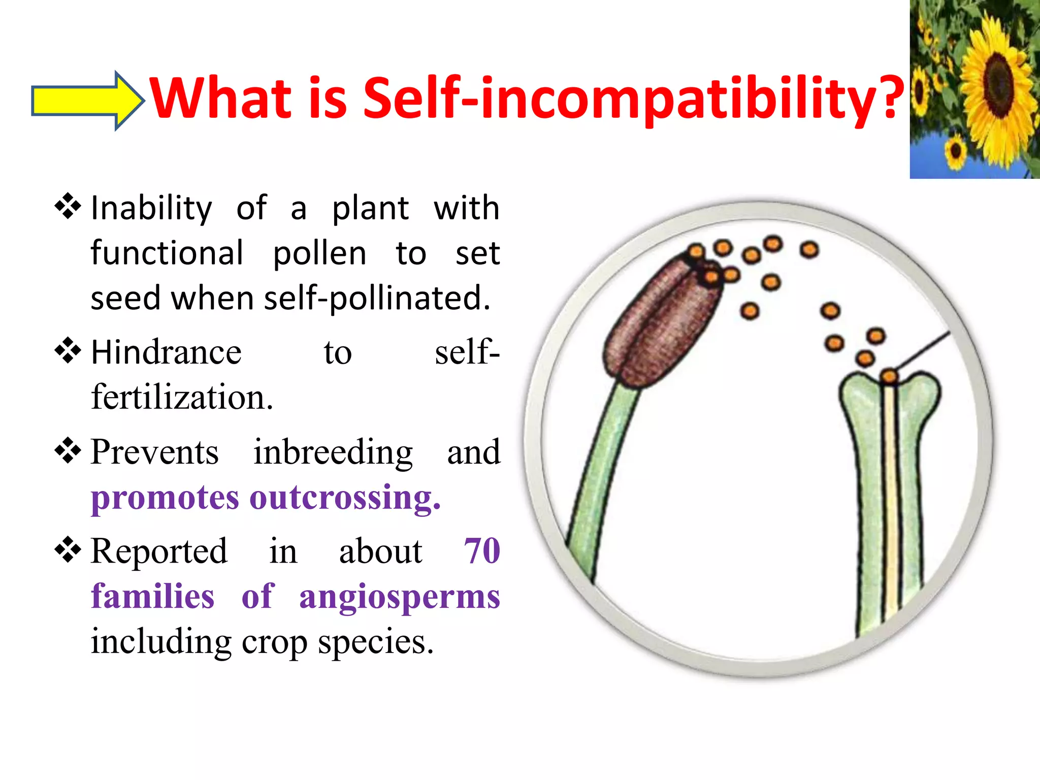 Self incompatability in plants,pseudoalleles and isoalleles | PPT