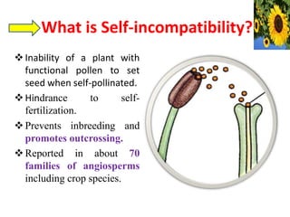 Self incompatability in plants,pseudoalleles and isoalleles | PPT