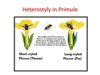Self incompatability in plants,pseudoalleles and isoalleles | PPT