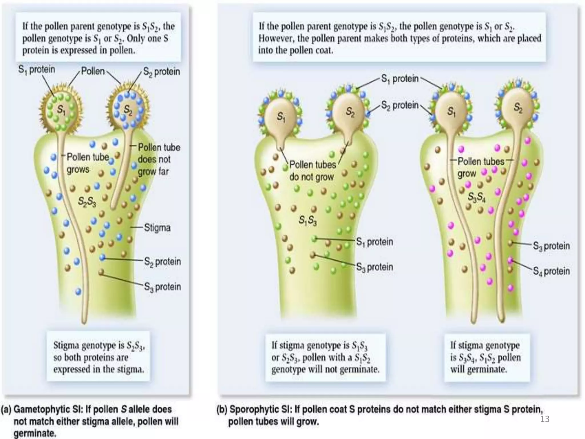 Self incompatibility in Plants | PPTX