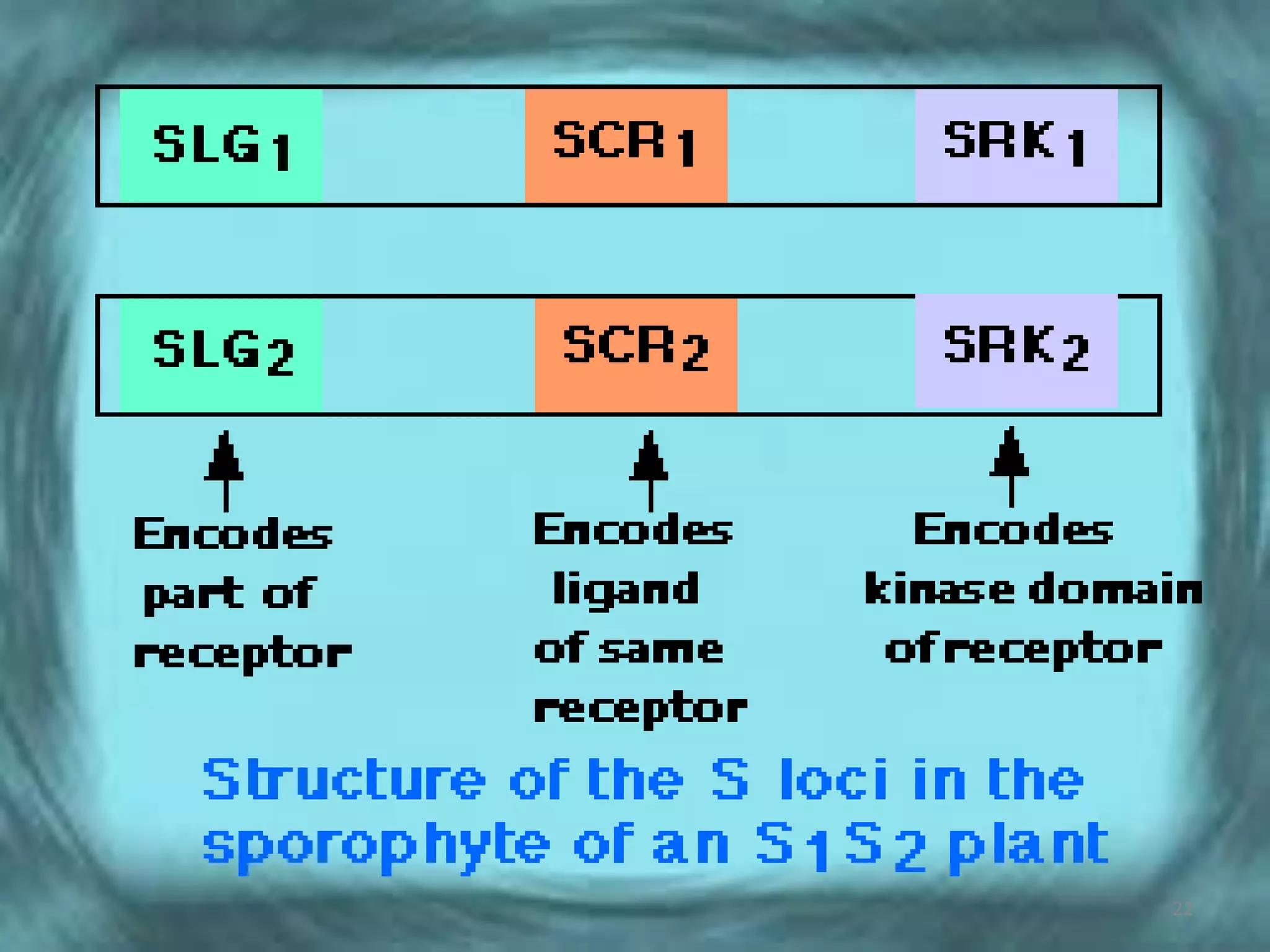 Self incompatibility in Plants | PPTX