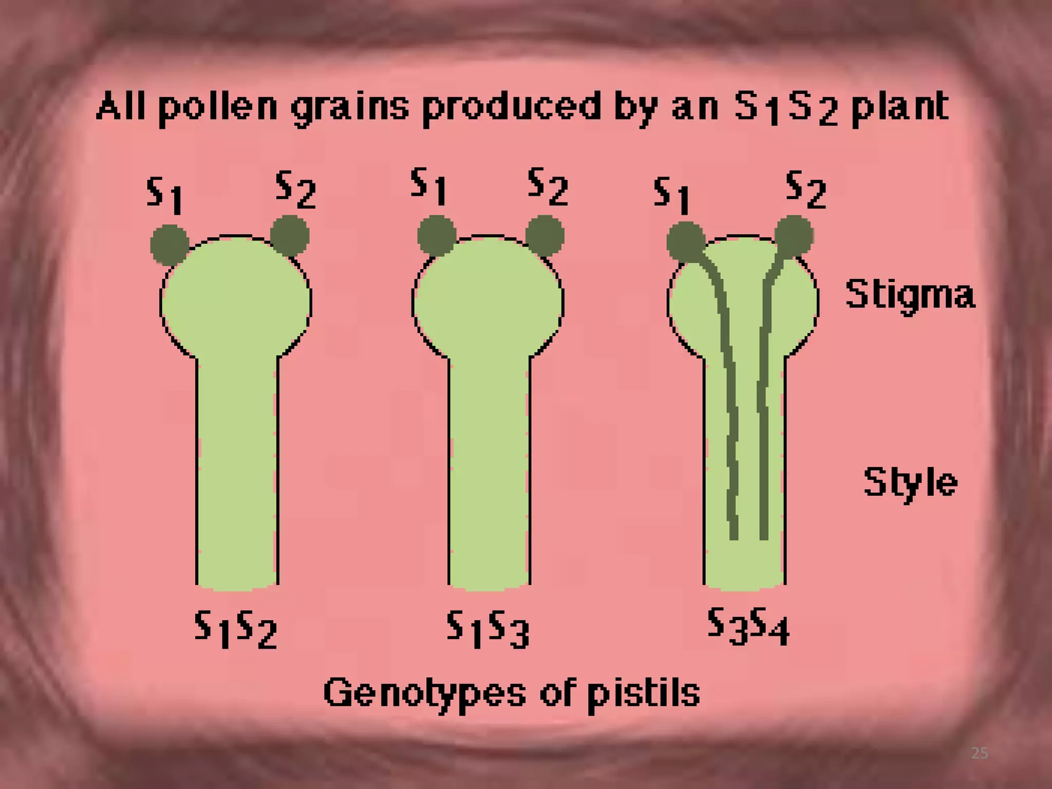 Self incompatibility in Plants | PPTX