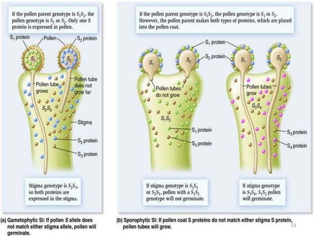 Self incompatibility in Plants | PPTX