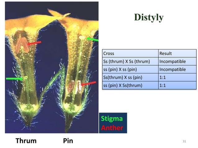 Self incompatibility in Plants | PPTX