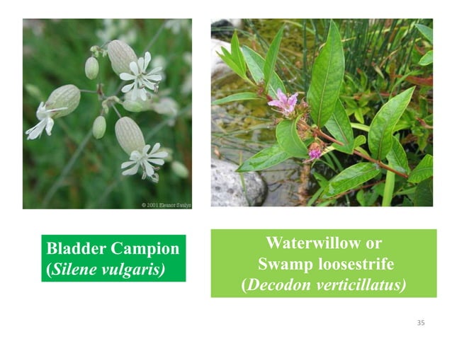 Self incompatibility in Plants | PPTX