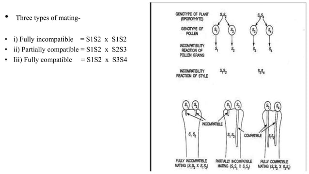 Self incompatibility | PPTX | Gardening | Home & Garden