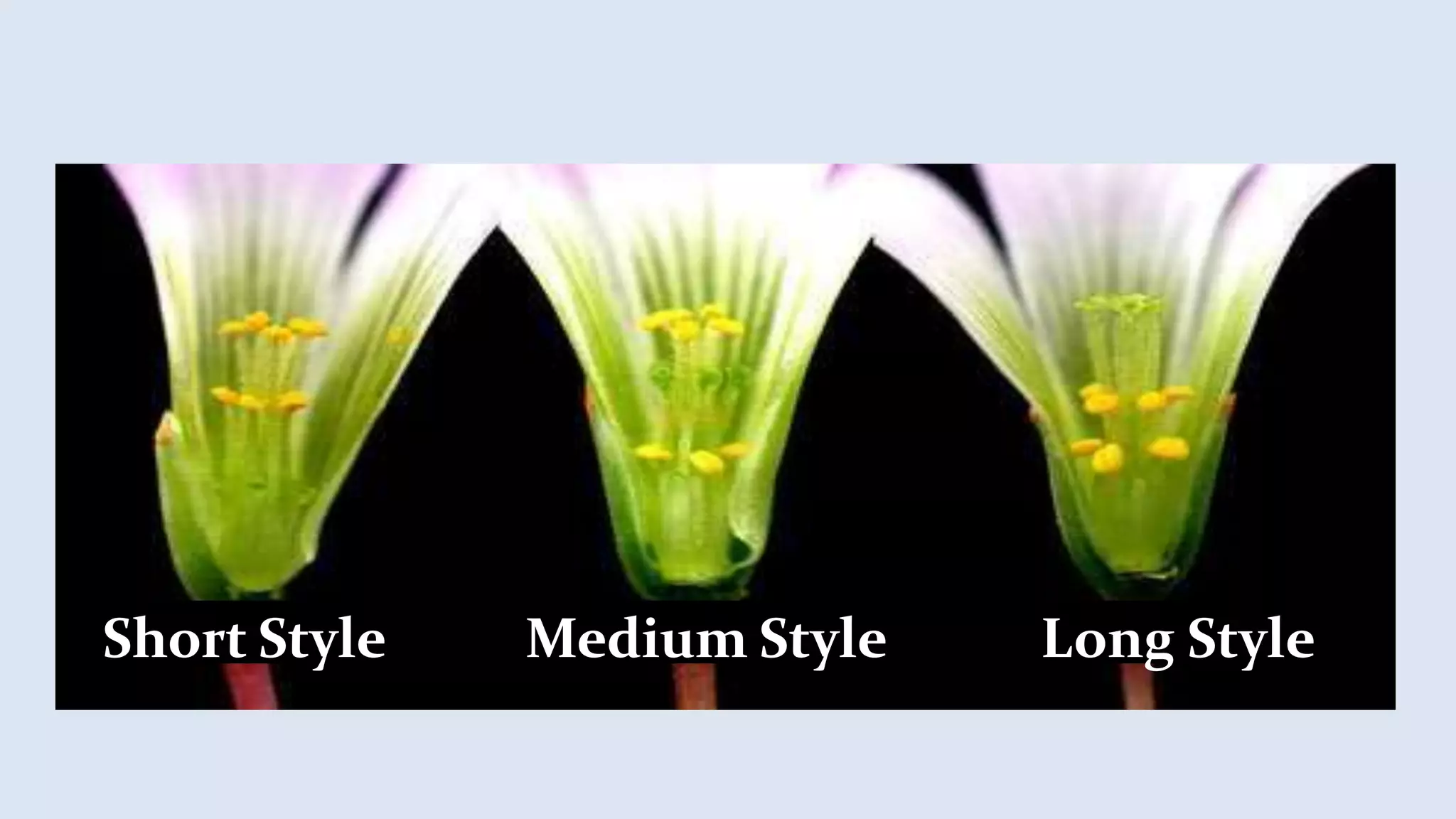 Self incompatibility in Plants | PPTX