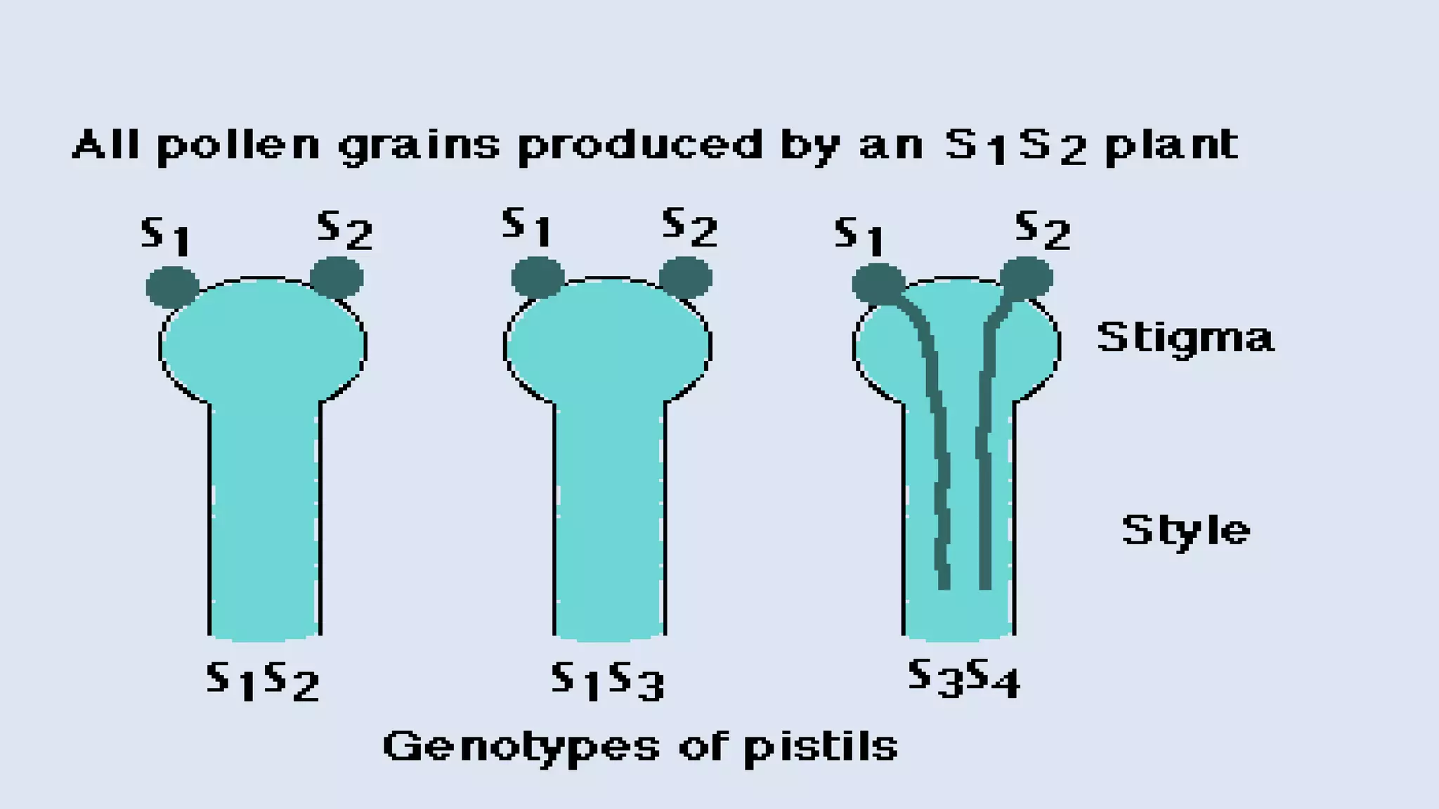 Self incompatibility in Plants | PPTX