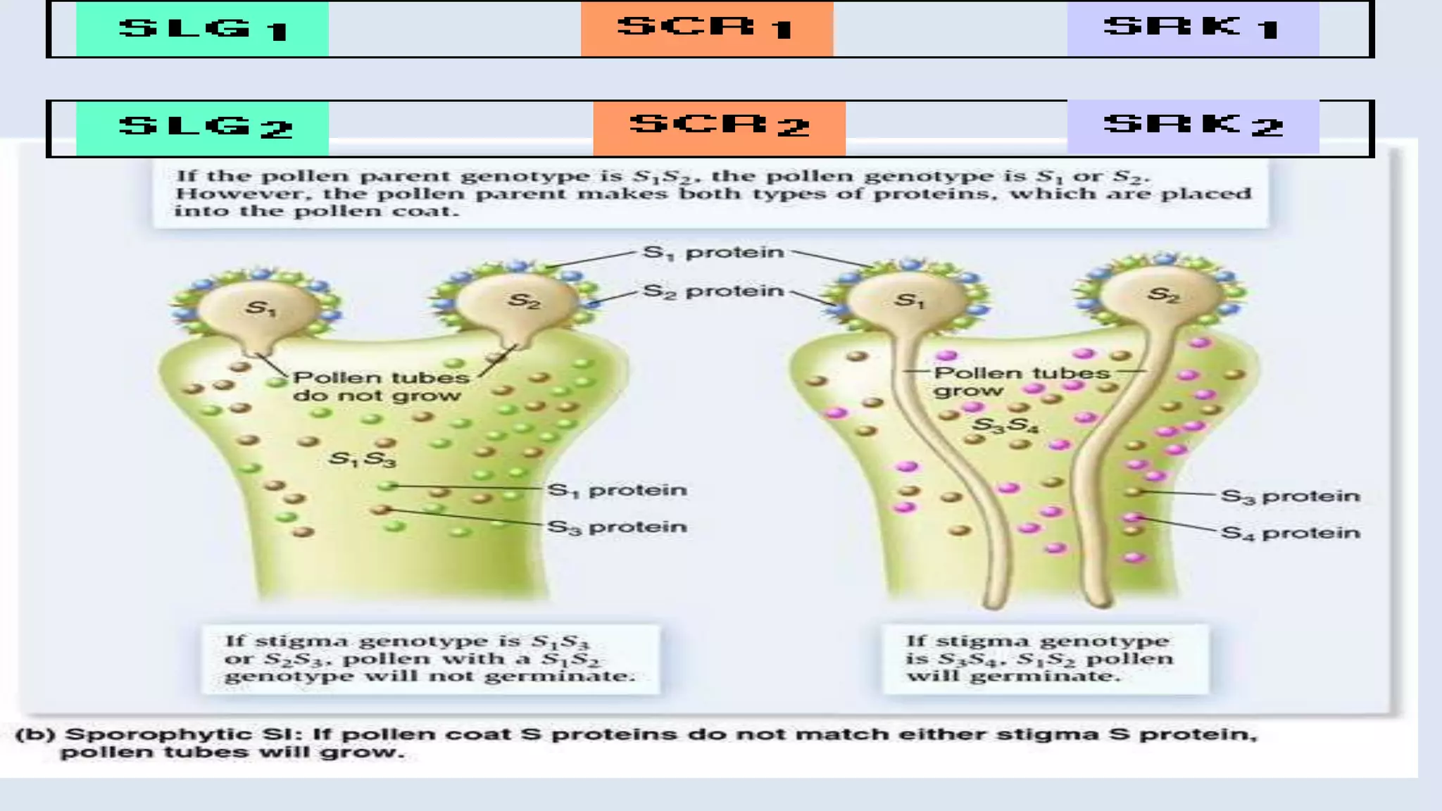 Self incompatibility in Plants | PPTX