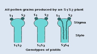 Self incompatibility in Plants | PPTX