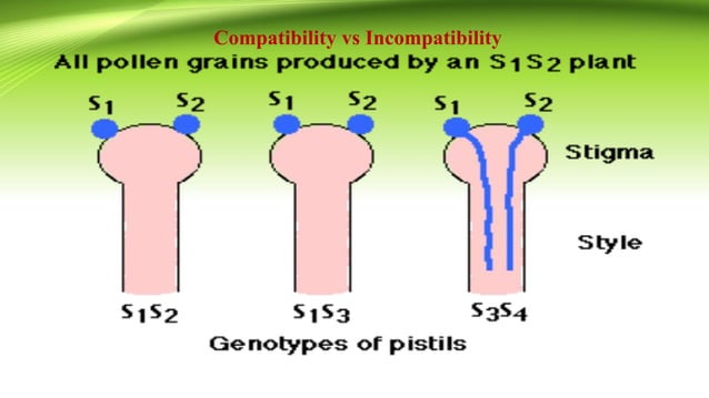 Self incompatibility in Flowers of Angiosperms | PPT