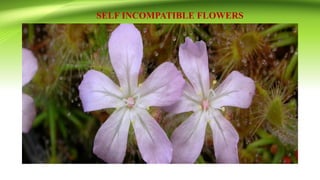 Self incompatibility in Flowers of Angiosperms | PDF