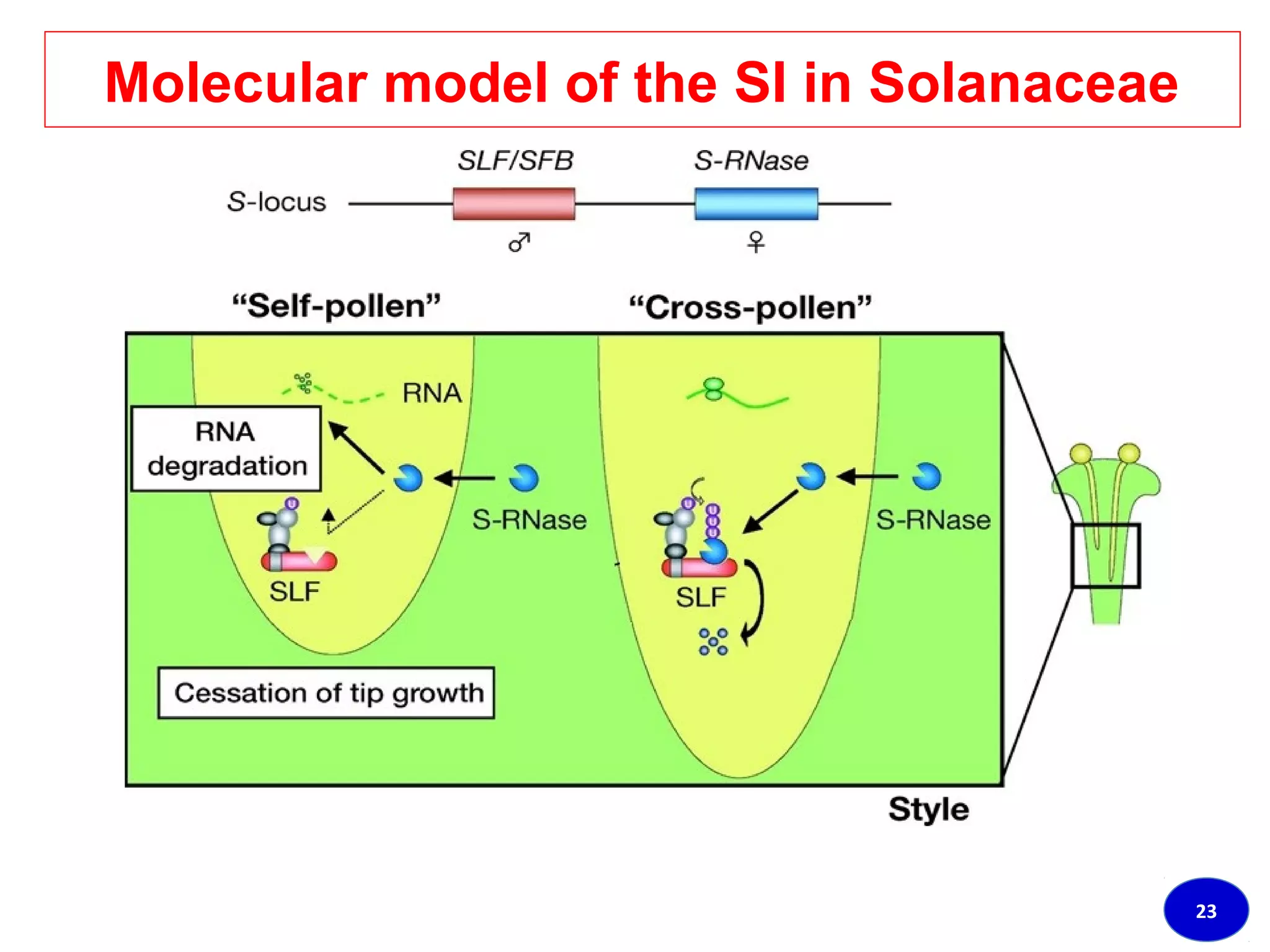 Self incompatibility in plants: a pollination control mechanism in ...