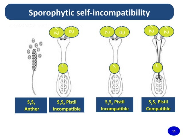 Self incompatibility in plants: a pollination control mechanism in ...