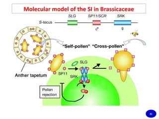 Self incompatibility in plants: a pollination control mechanism in ...