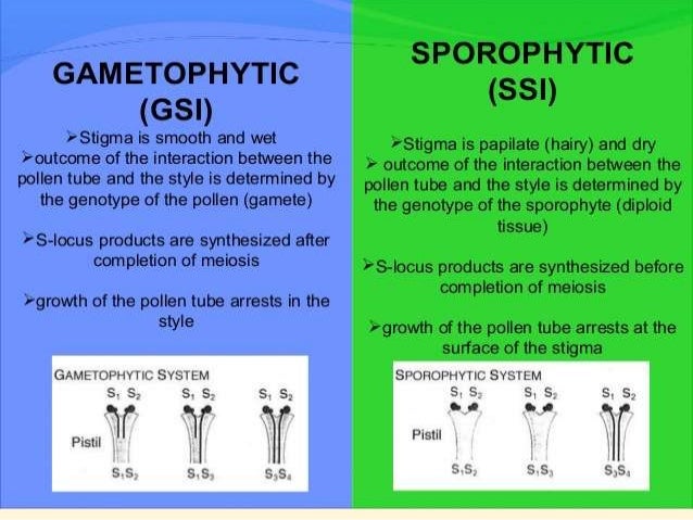 Self Incompatibility Ppt