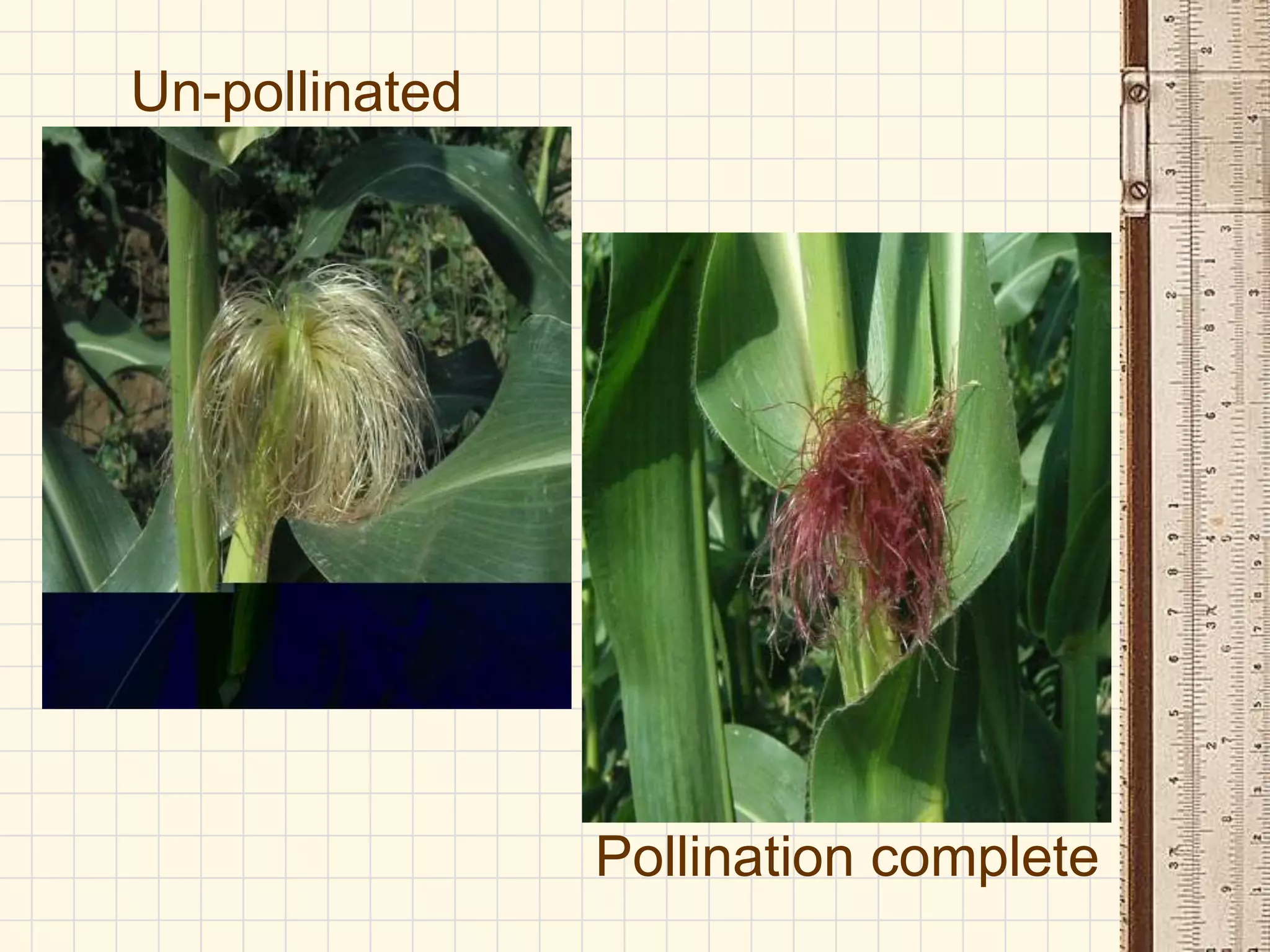 selfing and crossing in maize lecture note.ppt