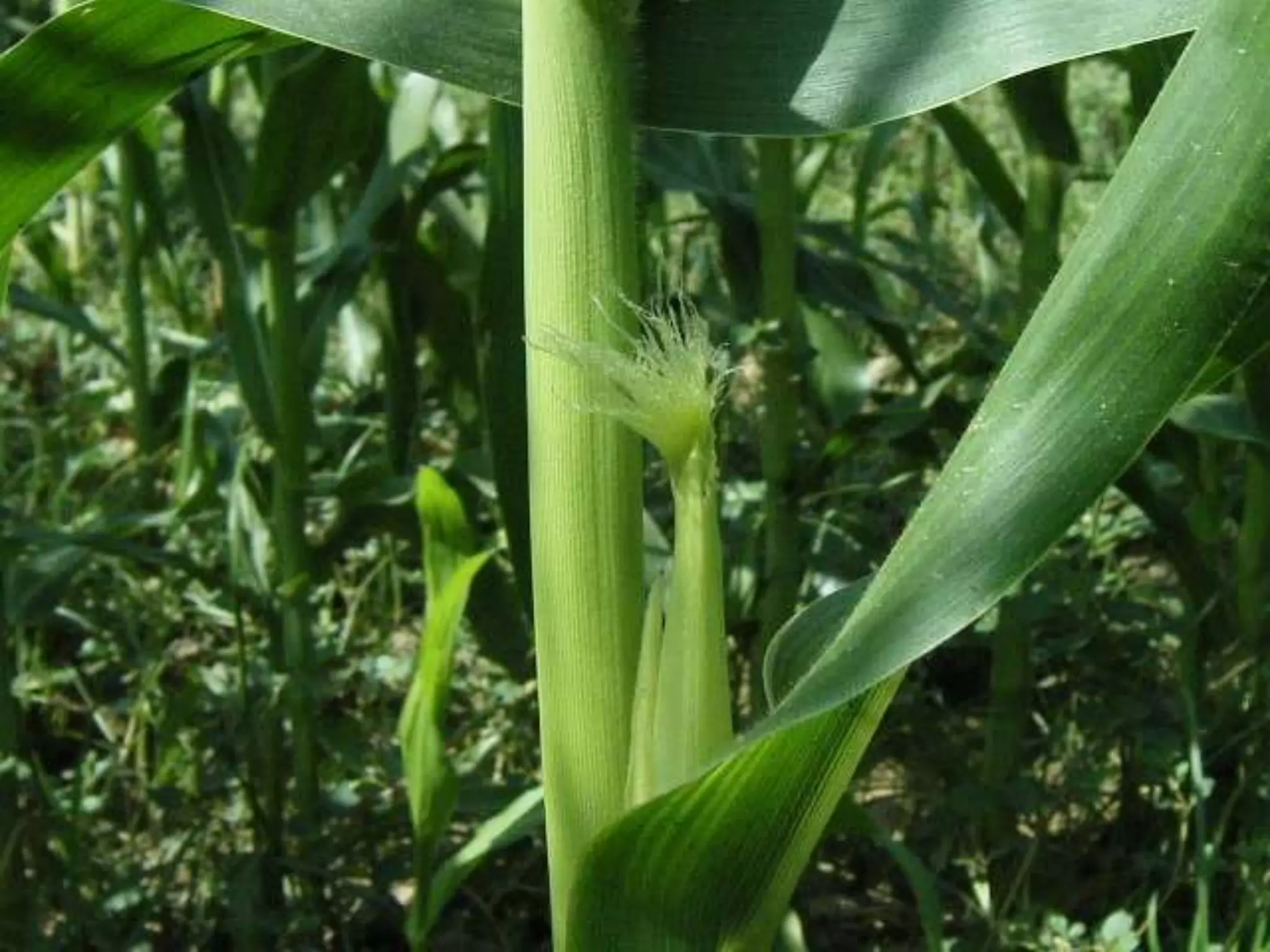 selfing and crossing in maize lecture note.ppt