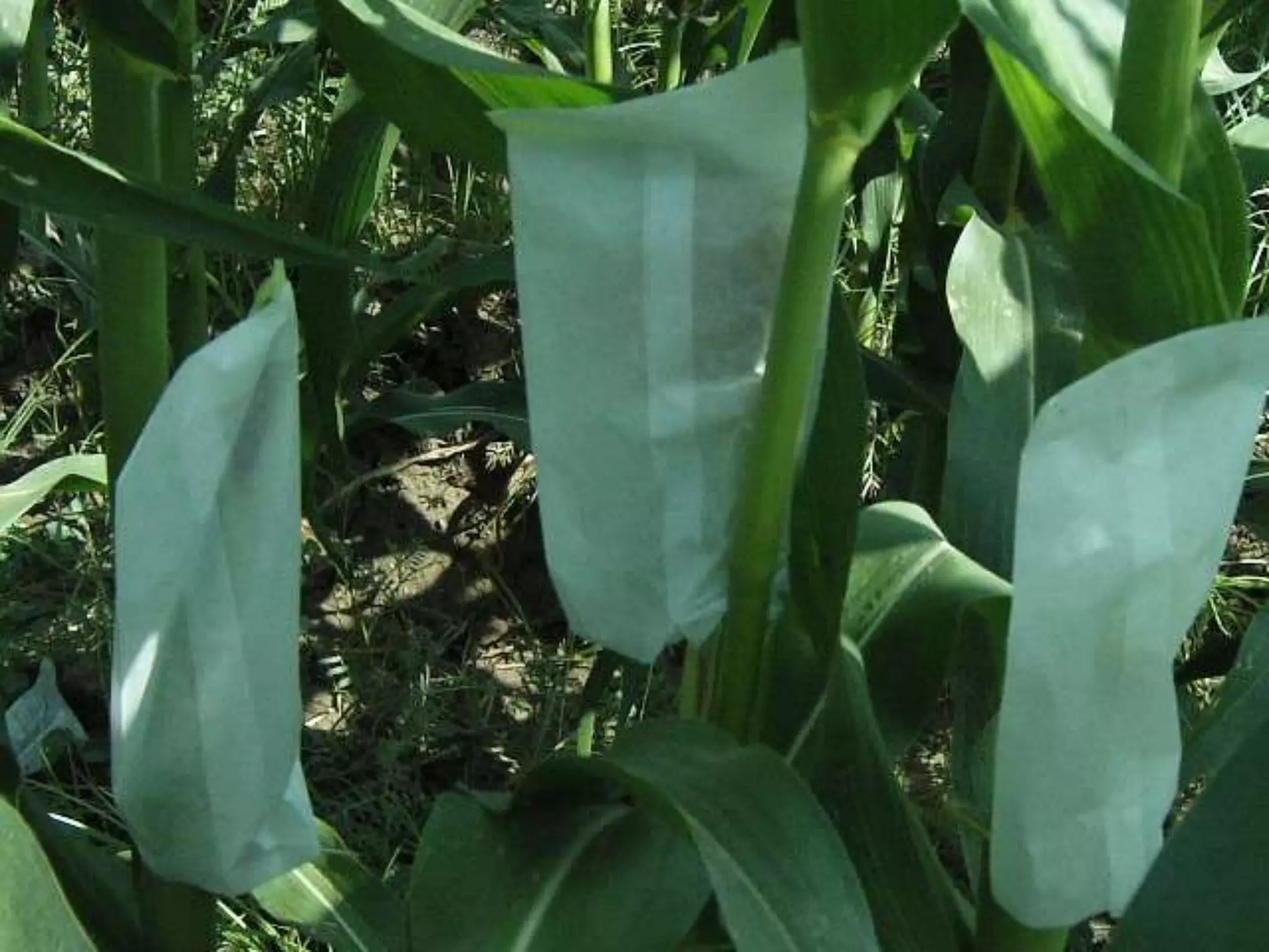 selfing and crossing in maize lecture note.ppt