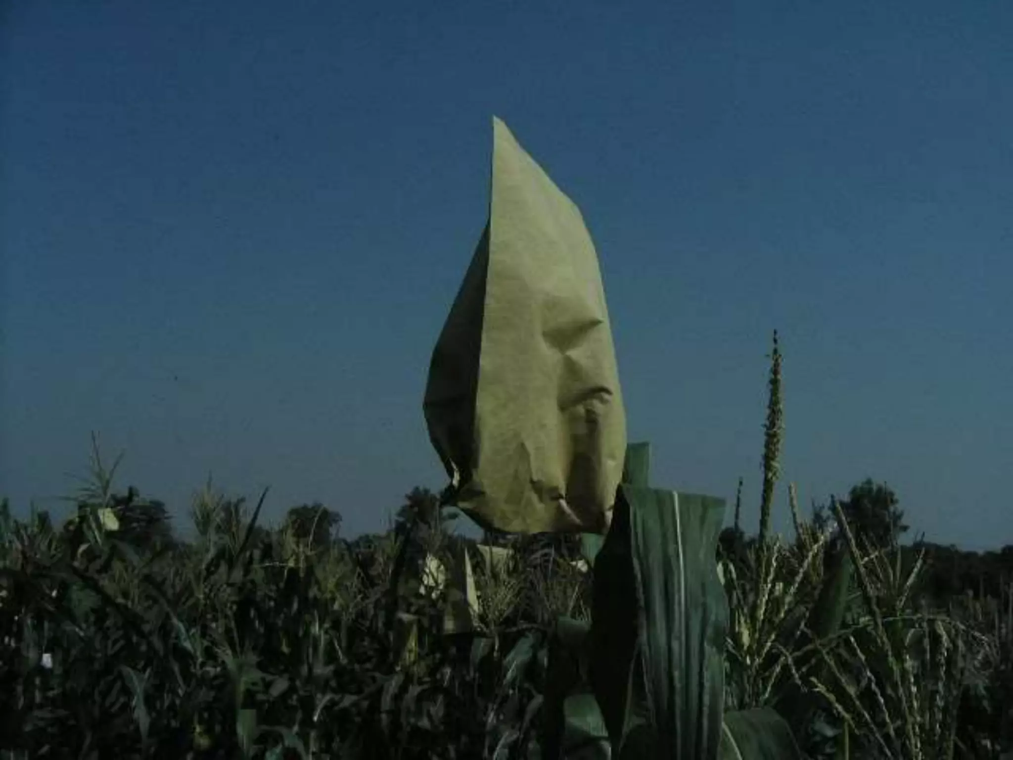 selfing and crossing in maize lecture note.ppt