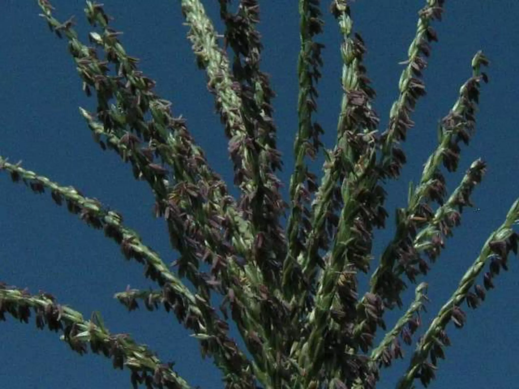 selfing and crossing in maize lecture note.ppt