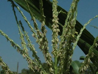 selfing and crossing in maize lecture note.ppt