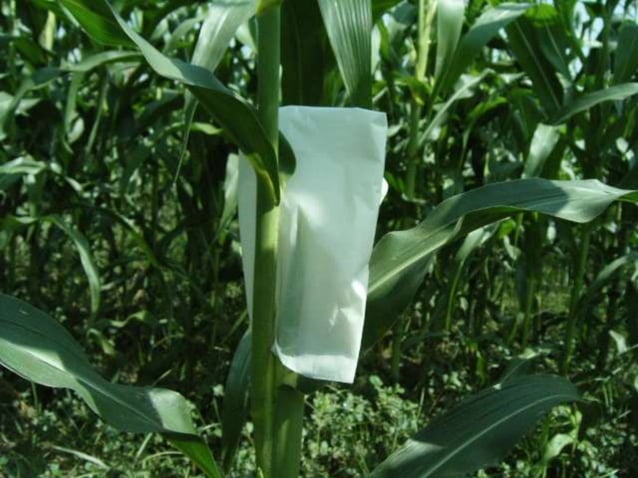 selfing and crossing in maize lecture note.ppt