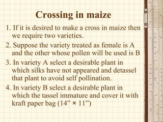 selfing and crossing in maize lecture note.ppt