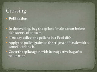 Selfing and Crossing Technique in Barley | PPTX