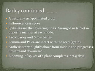 Selfing and Crossing Technique in Barley | PPTX