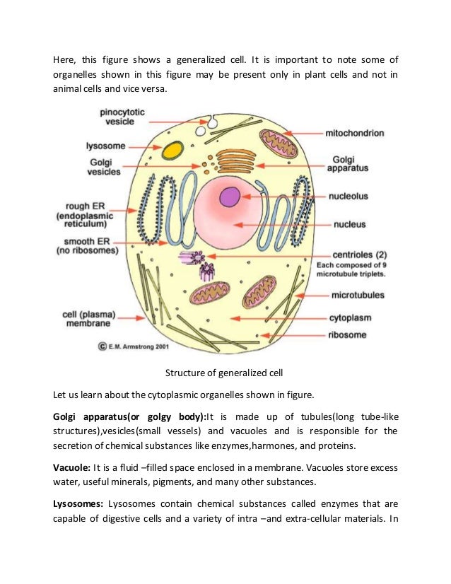 Animal Cell Definition Structure Parts Functions And
